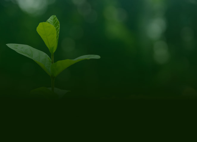 Weather forecast | MSN Weather E-tree